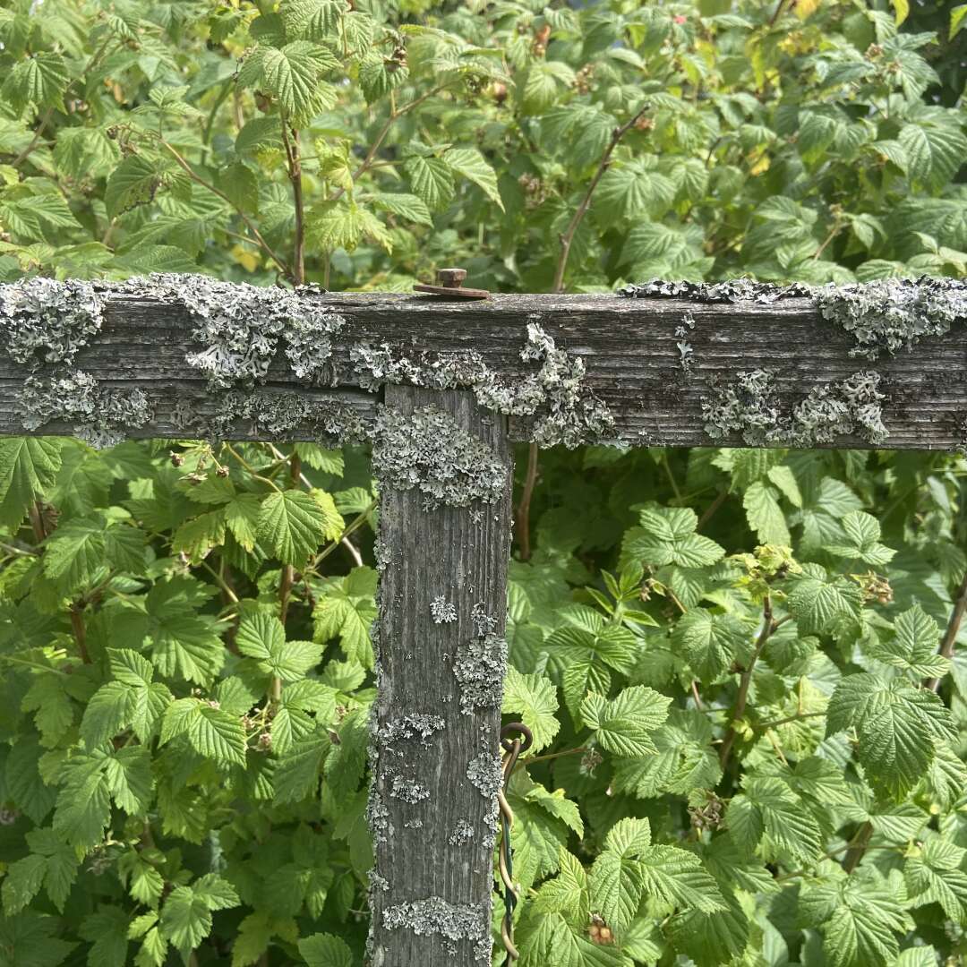 Timo Laine (he/him) (@timolaine@mastodon.green) - Mastodon.green